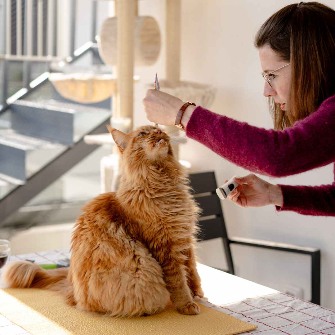 Katzen-Sommerfrisur: Scheren ja oder nein?